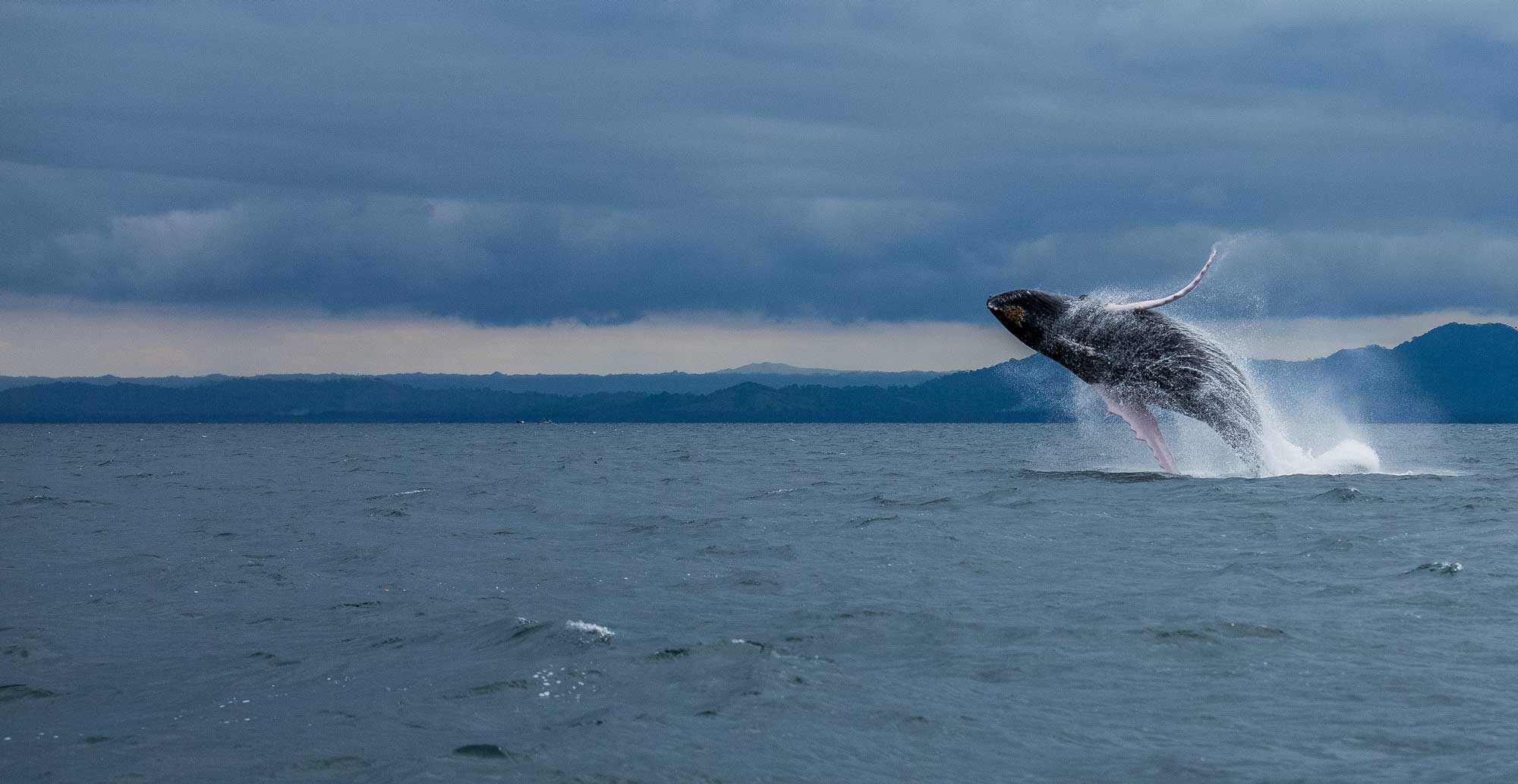 How to See the Whales in Samaná Bay · Visit Dominican Republic